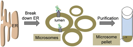 ER Microsome Preparation in Arabidopsis thaliana | SpringerLink