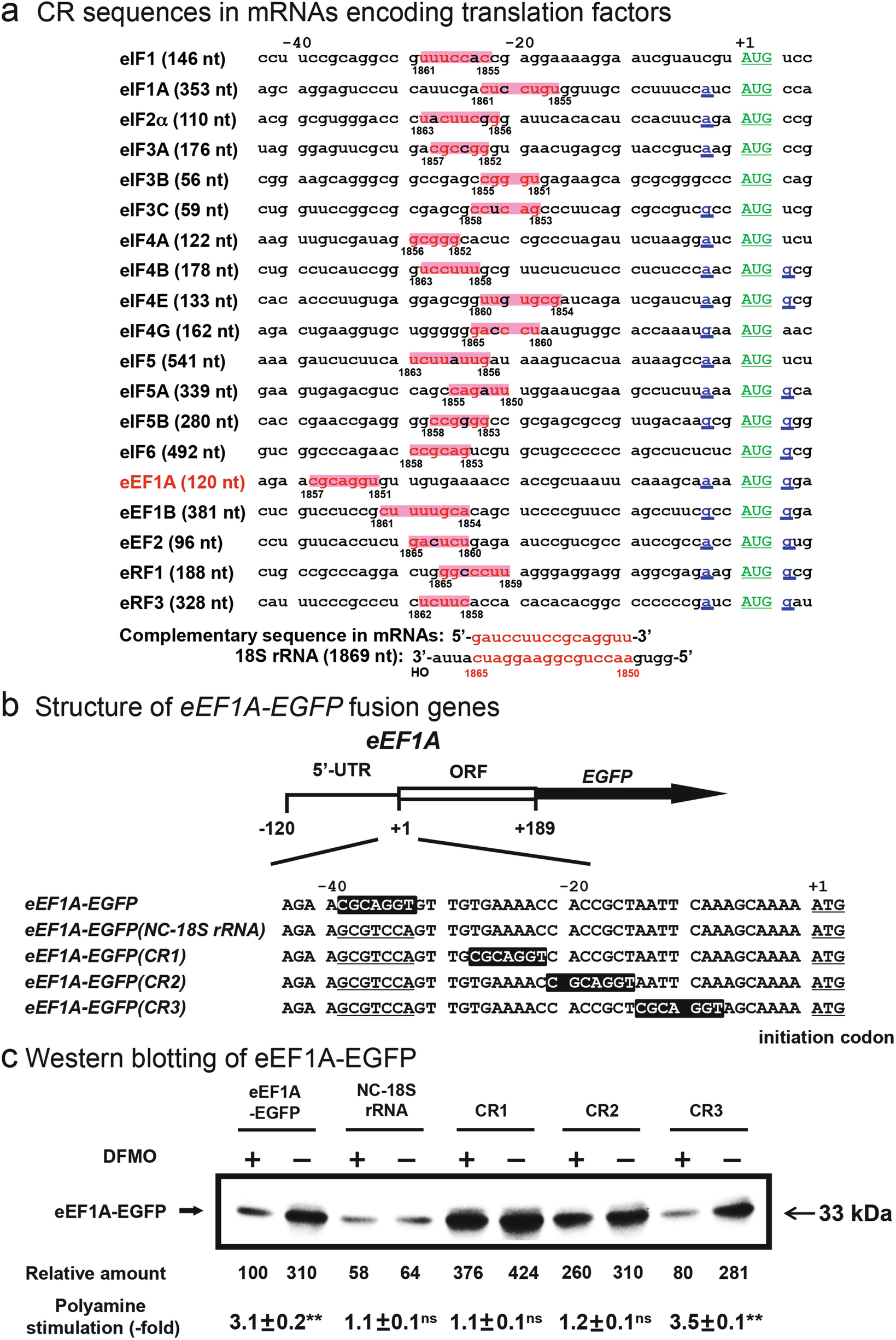 Modulation of Protein Synthesis by Polyamines in Mammalian Cells ...