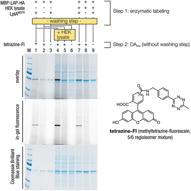 Site-Specific Protein Labeling Utilizing Lipoic Acid Ligase (LplA) and ...