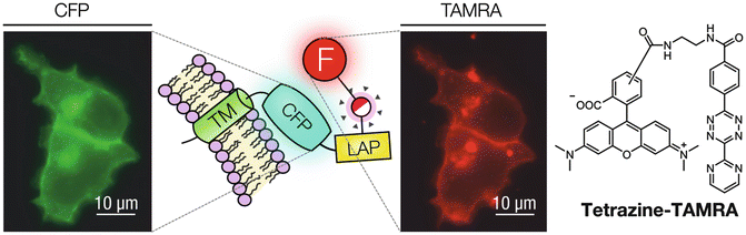 Site-Specific Protein Labeling Utilizing Lipoic Acid Ligase (LplA) and ...