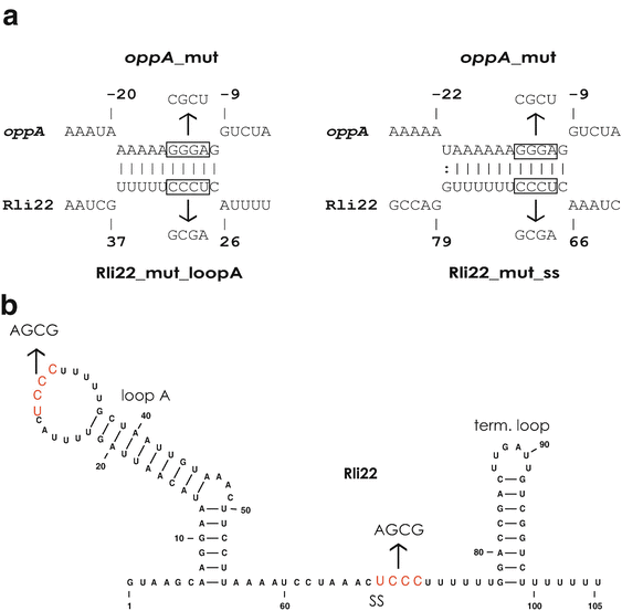Mutational Analysis of sRNA–mRNA Base Pairing by Electrophoretic ...