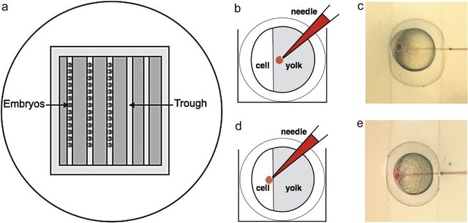 Microinjection of Antisense Morpholinos, CRISPR/Cas9 RNP, and RNA/DNA ...