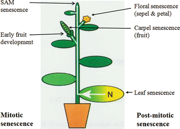 Concepts and Types of Senescence in Plants | SpringerLink