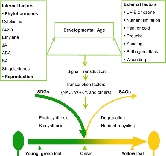 Initiation, Progression, and Genetic Manipulation of Leaf Senescence ...