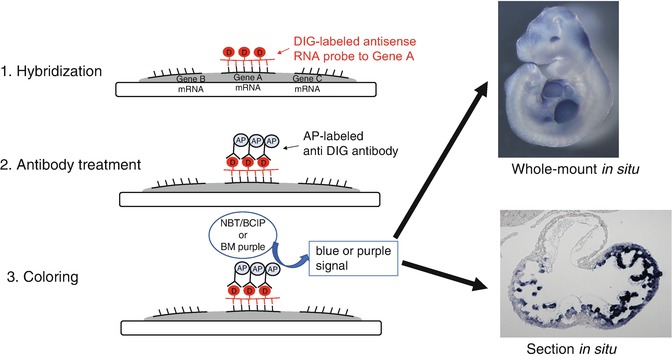 Whole-Mount and Section In Situ Hybridization in Mouse Embryos for ...