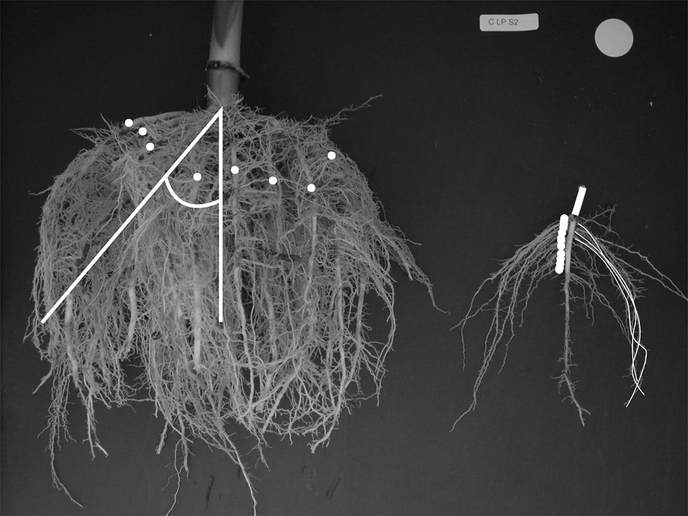 Phenotyping Crop Root Crowns: General Guidance and Specific Protocols ...