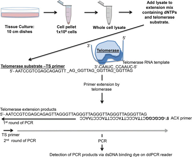 ddTRAP: A Method for Sensitive and Precise Quantification of Telomerase ...