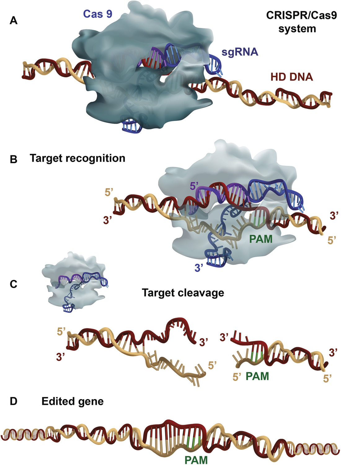 CRISPR/Cas9-Mediated Genome Editing for Huntington’s Disease | SpringerLink