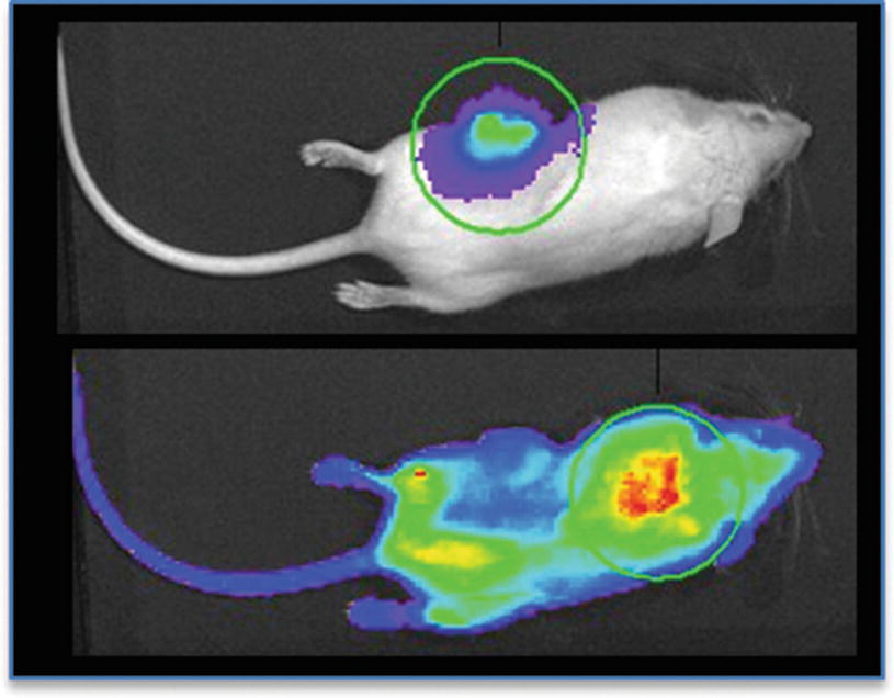 Optical Bioluminescence Protocol for Imaging Mice | SpringerLink
