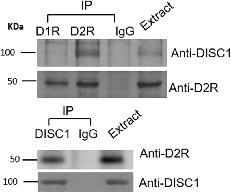 Biochemical Characterization of Dopamine D2 Receptor-Associated Protein ...