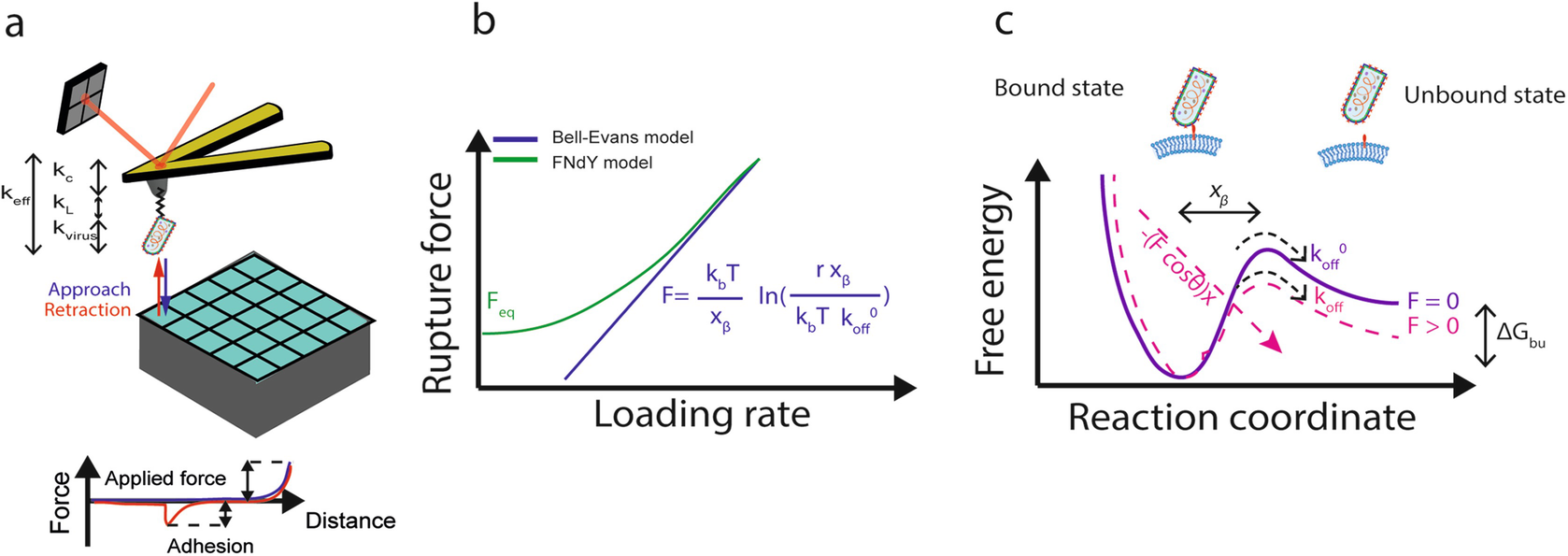 Probing Single Virus Binding Sites on Living Mammalian Cells Using AFM ...