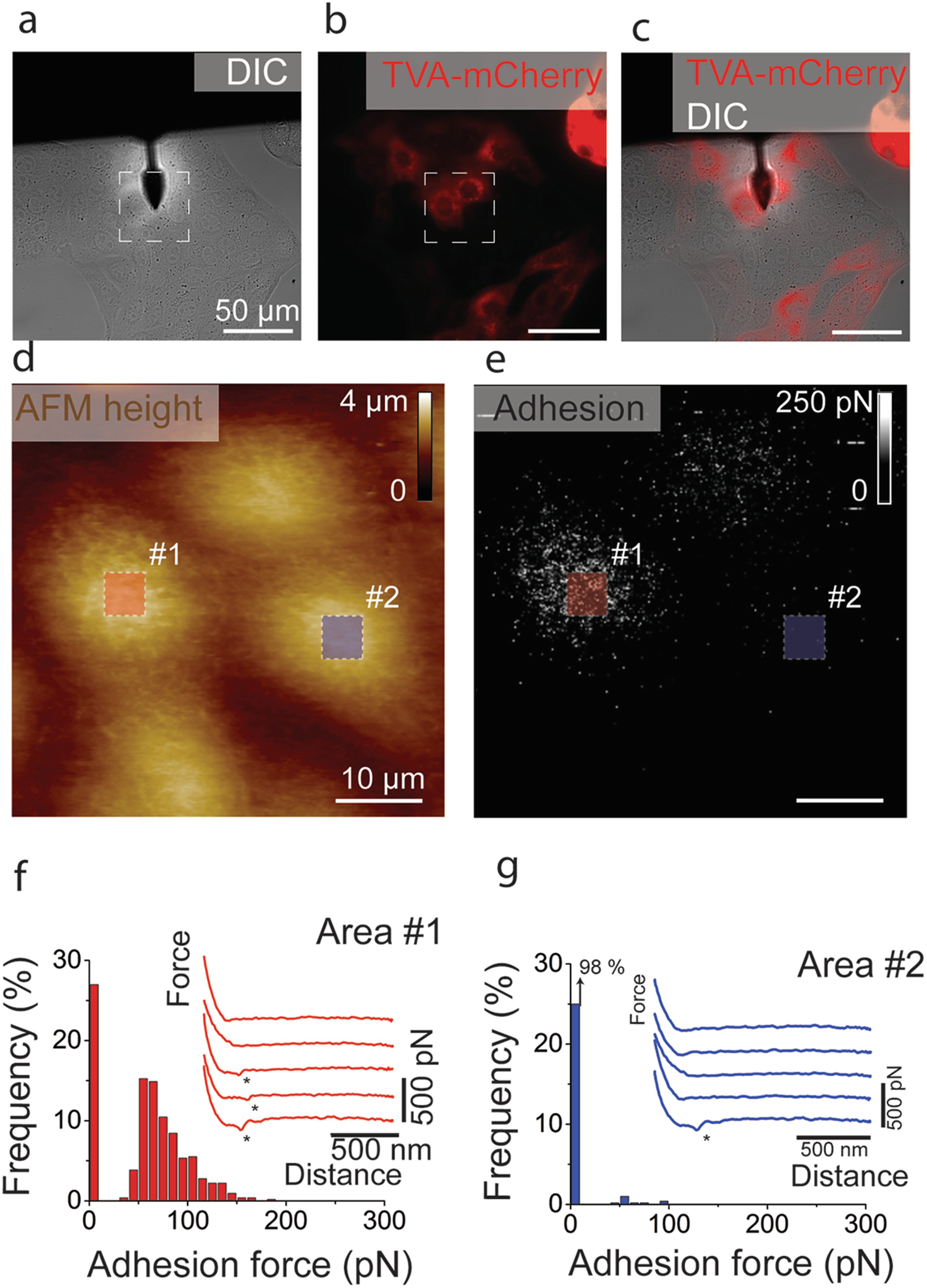 Probing Single Virus Binding Sites on Living Mammalian Cells Using AFM ...