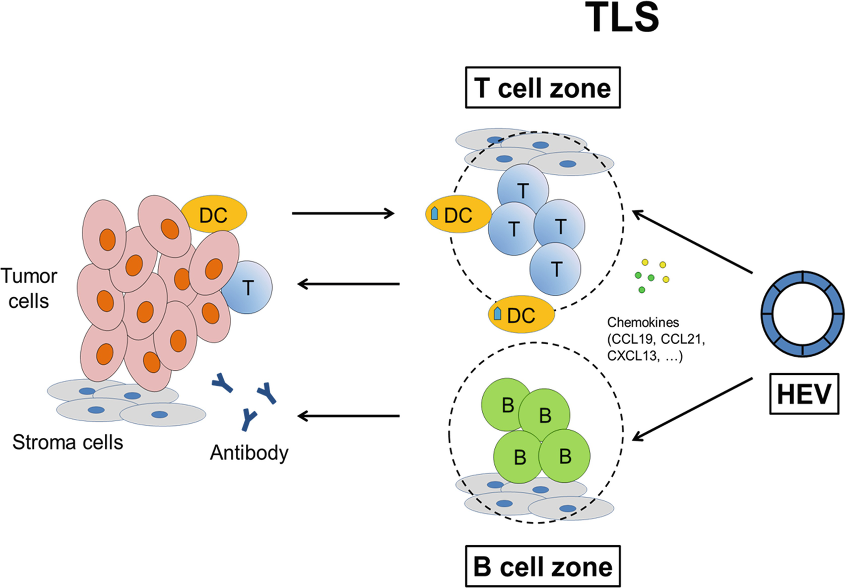 Targeting Tertiary Lymphoid Structures for Tumor Immunotherapy ...