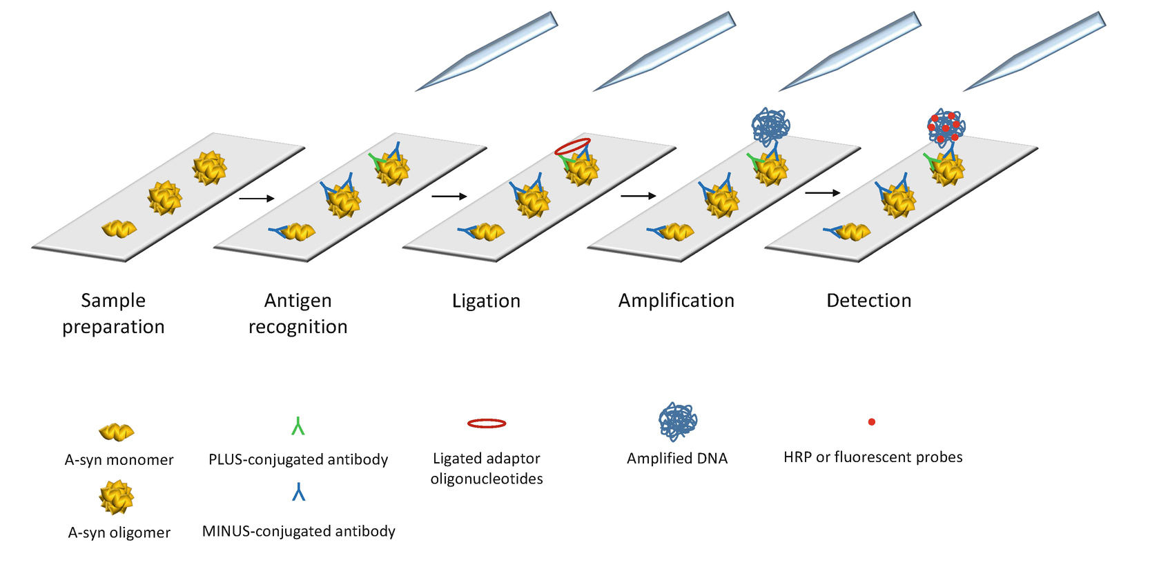 Alpha-Synuclein Proximity Ligation Assay (AS-PLA) in Brain Sections to ...