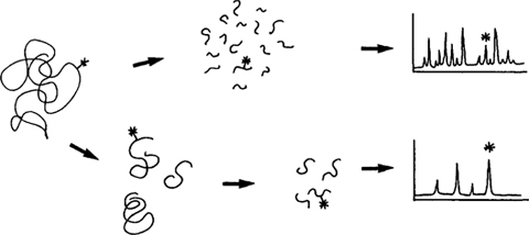 Protein Fragmentation | SpringerLink