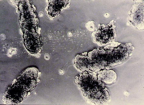 Isolation and Culture of Mouse Intestinal Cells | SpringerLink