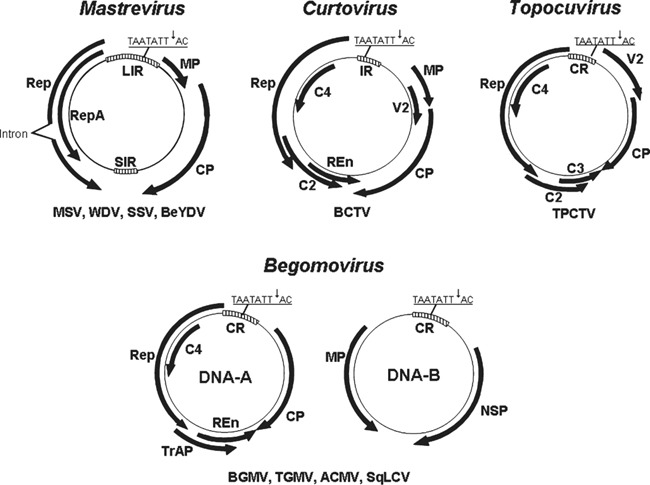 Geminivirus: Biolistic Inoculation and Molecular Diagnosis | SpringerLink
