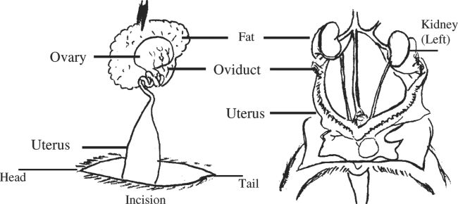 Utility of the Ovariectomized Rat as a Model for Human Osteoporosis in ...