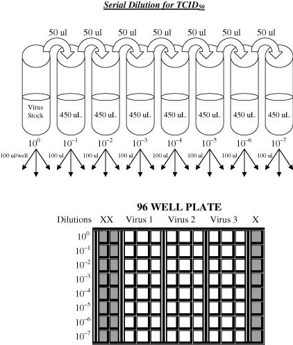 Calculating HIV-1 Infectious Titre Using a Virtual TCID50 Method ...