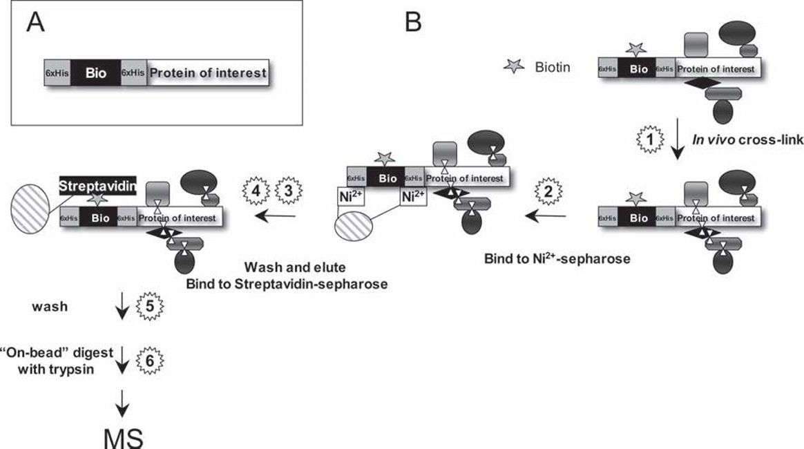 Tandem Affinity Purification Combined with Mass Spectrometry to ...