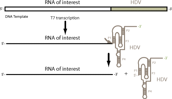 Synthesis of RNA by In Vitro Transcription | SpringerLink
