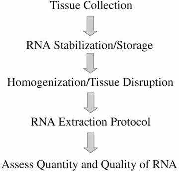 RNA Extraction From Mammalian Tissues | SpringerLink