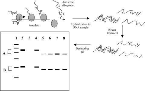 RNase Protection Assay | SpringerLink