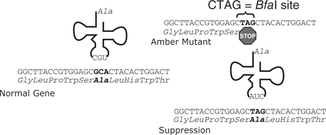 Introduction of Conditional Lethal Amber Mutations in Escherichia coli ...