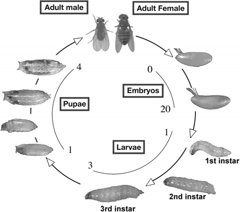 Drosophila melanogaster as a Model System to Study Mitochondrial ...