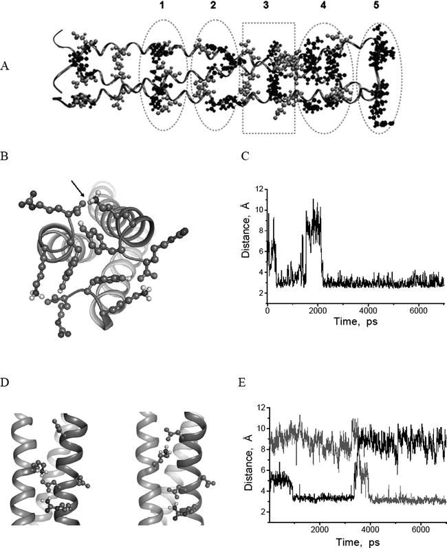Defining the Role of Salt Bridges in Protein Stability | SpringerLink
