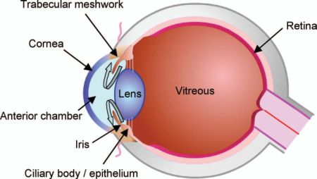 Mechanisms of Aqueous Humor Formation | SpringerLink