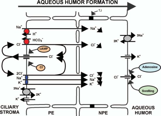 Mechanisms of Aqueous Humor Formation | SpringerLink