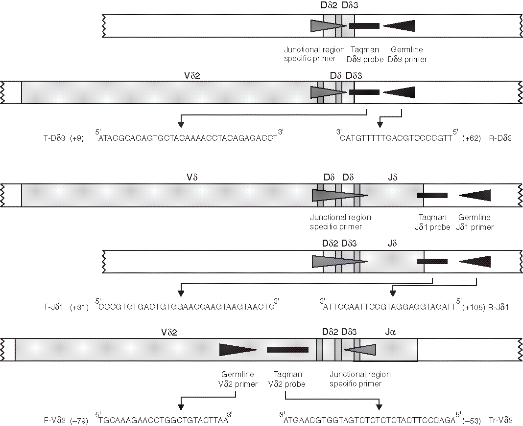 MRD Detection in Acute Lymphoblastic Leukemia Patients Using Ig/TCR Gene Rearrangements as ...