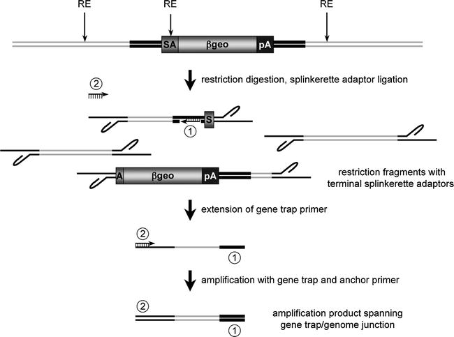 Gene-Trap Vectors and Mutagenesis | SpringerLink