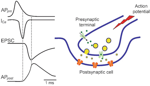 Roles and Sources of Calcium in Synaptic Exocytosis | SpringerLink