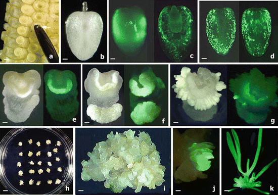 Agrobacterium-Mediated Maize Transformation: Immature Embryos Versus ...
