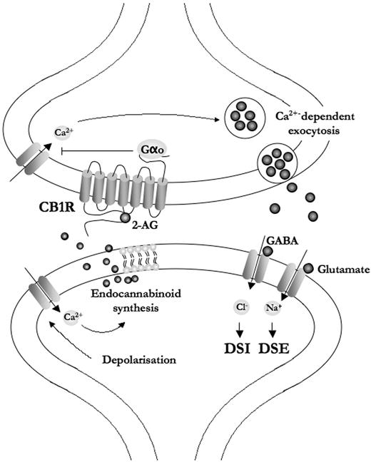 Cannabinoid Receptor Signal Transduction Pathways | SpringerLink