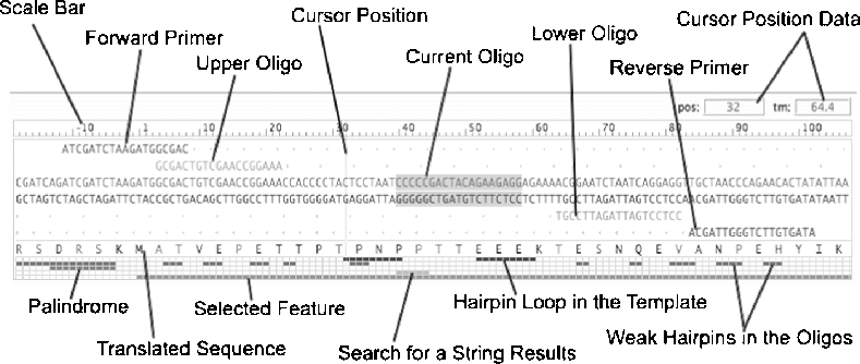 OLIGO 7 Primer Analysis Software | SpringerLink