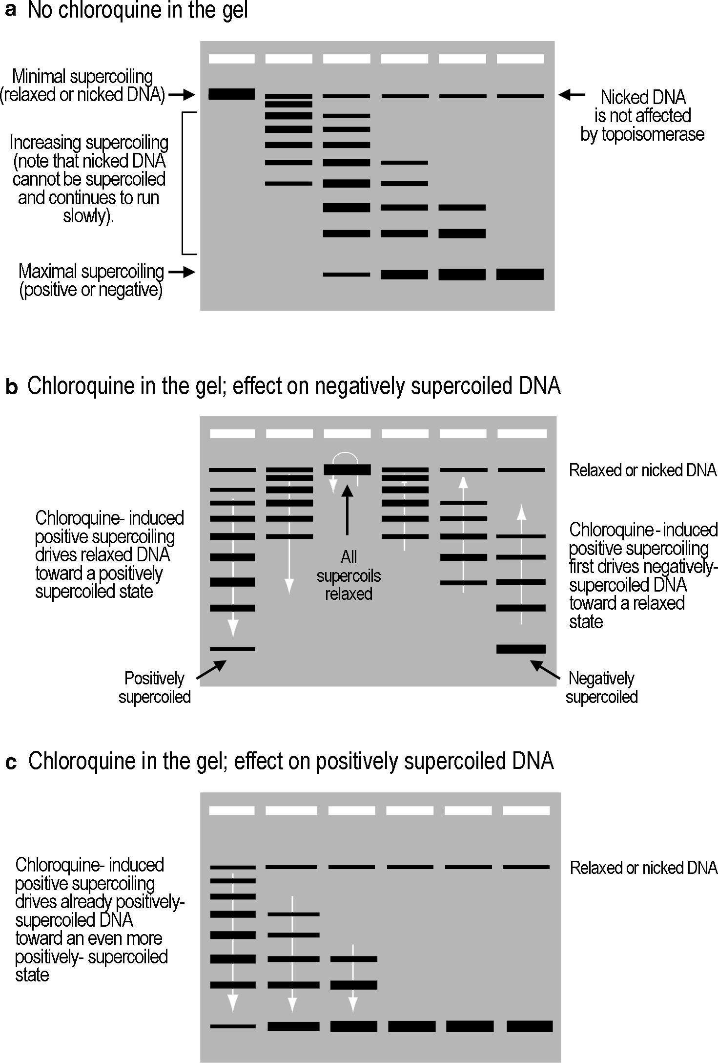Analysis of DNA Supercoiling Induced by DNA-Protein Interactions ...
