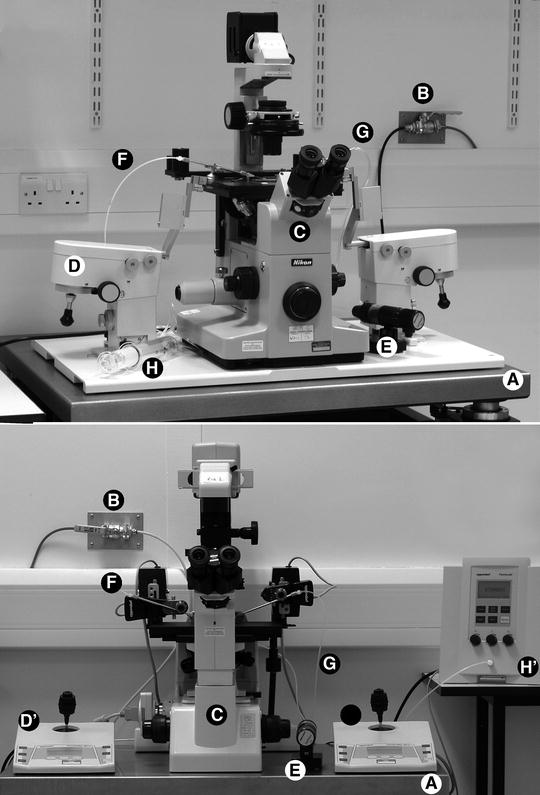 Overexpression Transgenesis in Mouse: Pronuclear Injection | SpringerLink