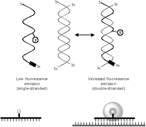 HyBeacon® Probes for Rapid DNA Sequence Detection and Allele ...
