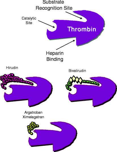 Direct Thrombin Inhibitors in Acute Coronary Syndromes | SpringerLink