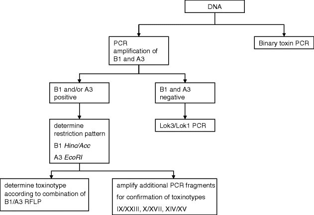 Clostridium difficile Toxinotyping | SpringerLink