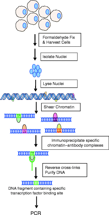 Chromatin Immunoprecipitation | SpringerLink