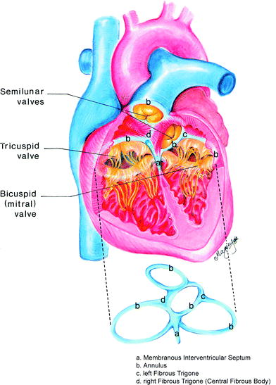 Anatomy of the Human Heart | SpringerLink