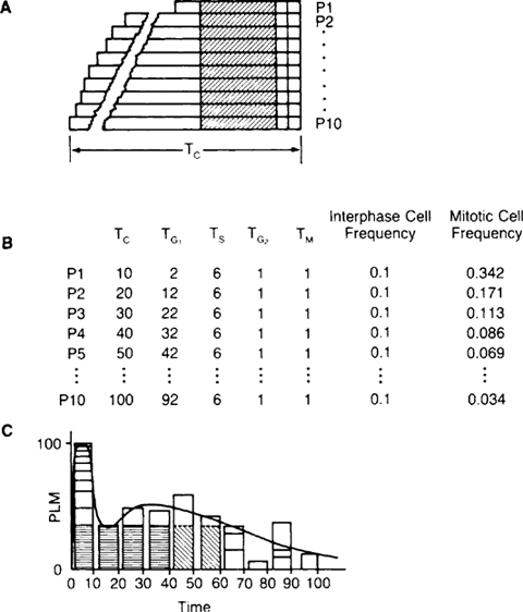 Percent Labeled Mitosis Curve Analysis | SpringerLink