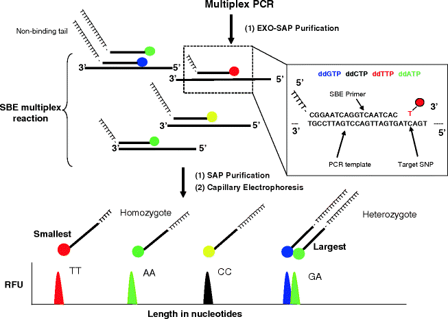 Snp Genotyping Using Multiplex Single Base Primer Extension Assays