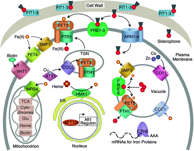 Yeast Iron Metabolism | SpringerLink