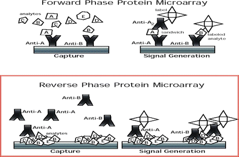 Reverse-Phase Protein Microarrays for Theranostics and Patient Tailored ...