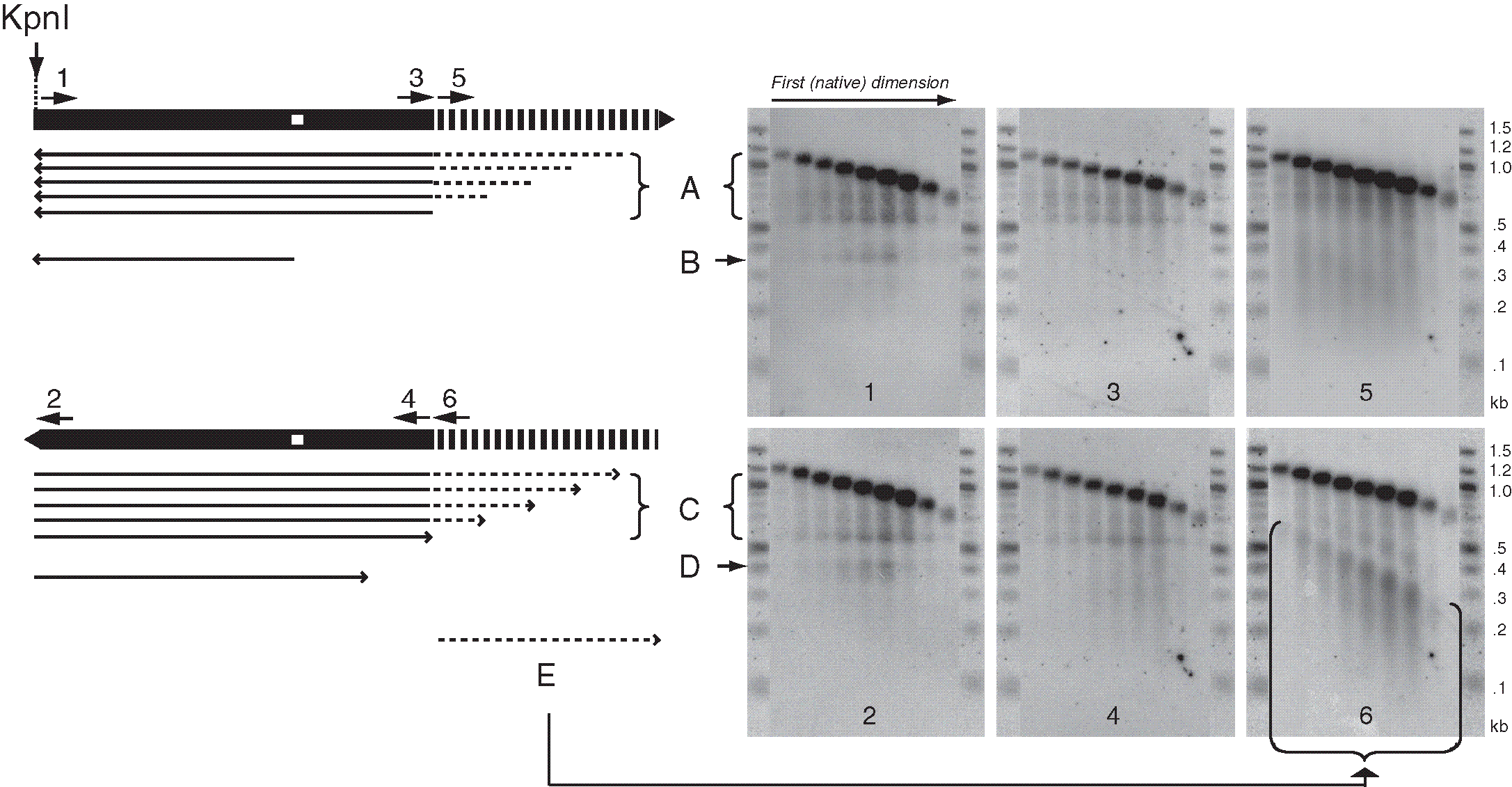 Analysis of Telomeric DNA Replication Using Neutral–Alkaline Two ...